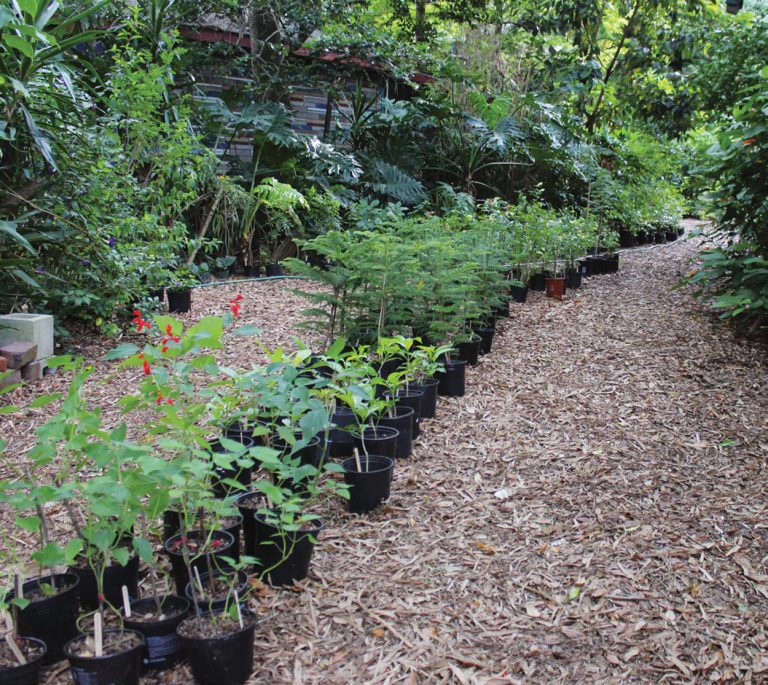 12 Tips for Starting a Nursery Business from Home - Countryside